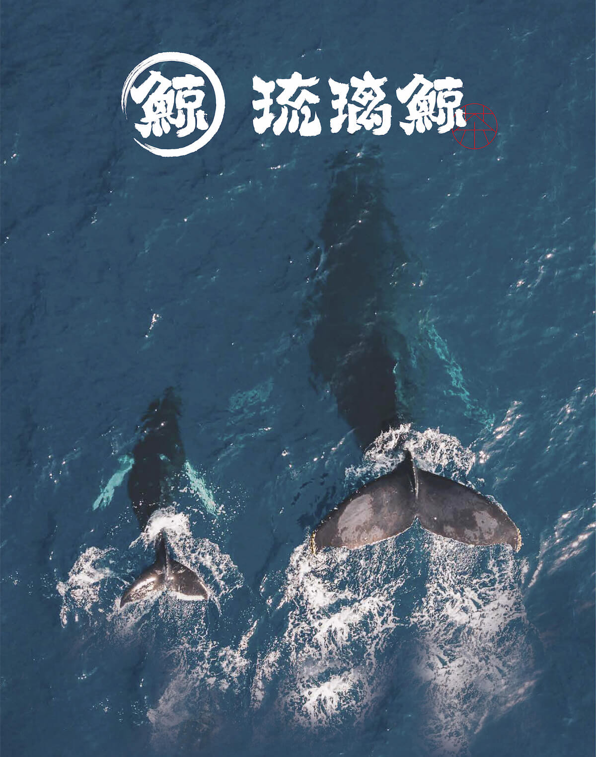 The Whale Tea – Enjoy Whale Tea