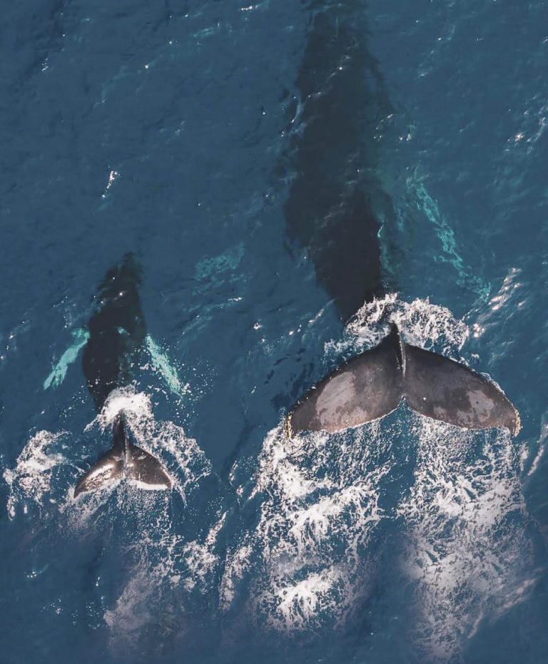 The Whale Tea – Enjoy Whale Tea