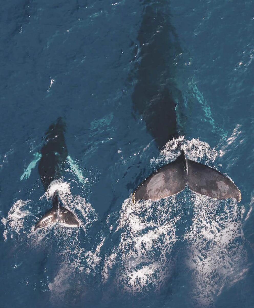 The Whale Tea – Enjoy Whale Tea